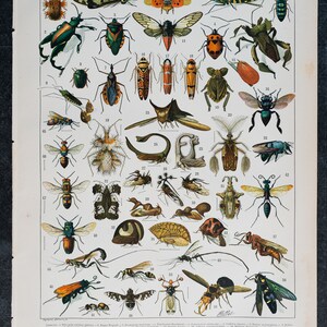 Insects: Bee, Wasp, Hornet, Lace Bug, Bug From "le Noveau Larousse ...