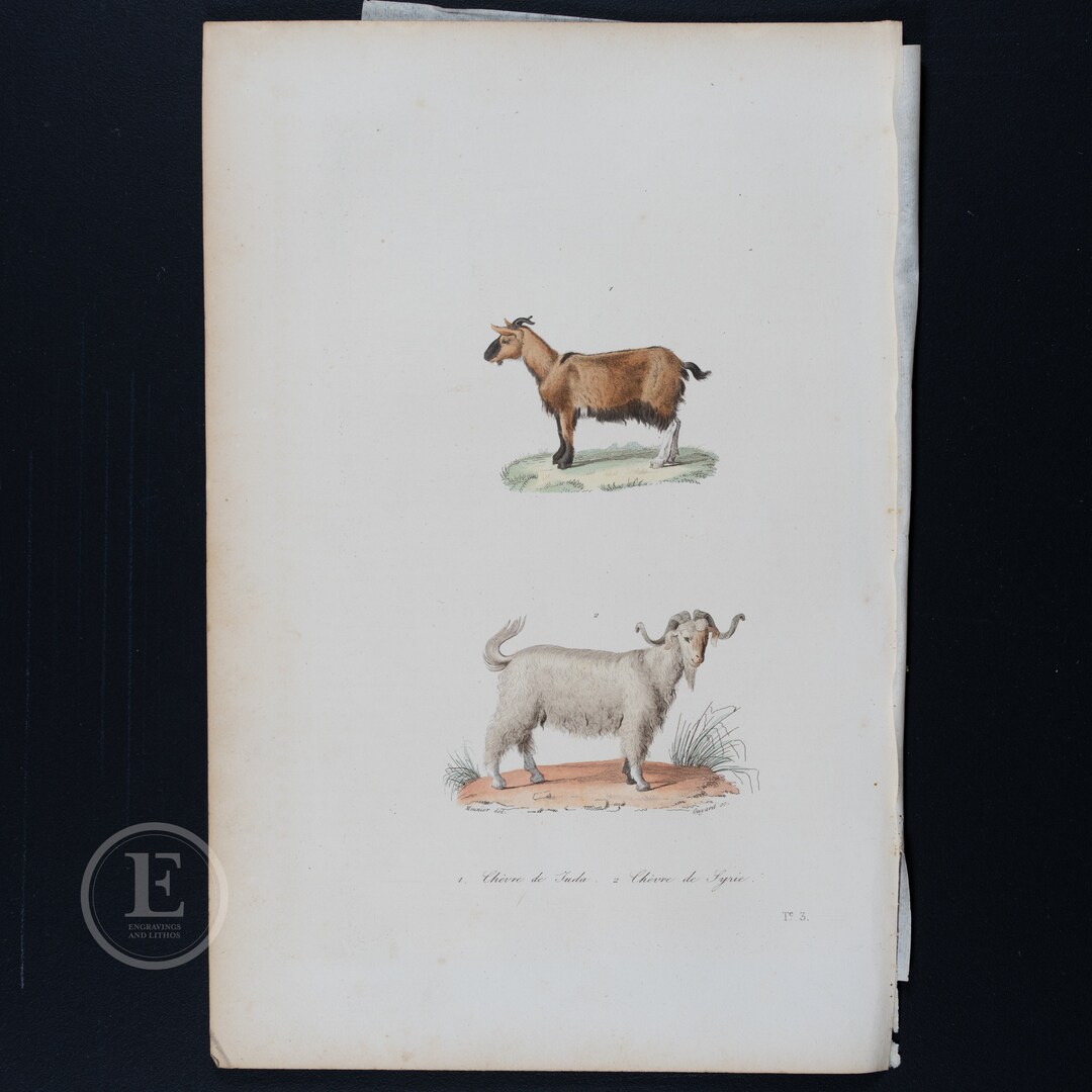1837 GOATS: JUDAS and SYRIAN / Authentic Steel Engraving From Oeuvres ...