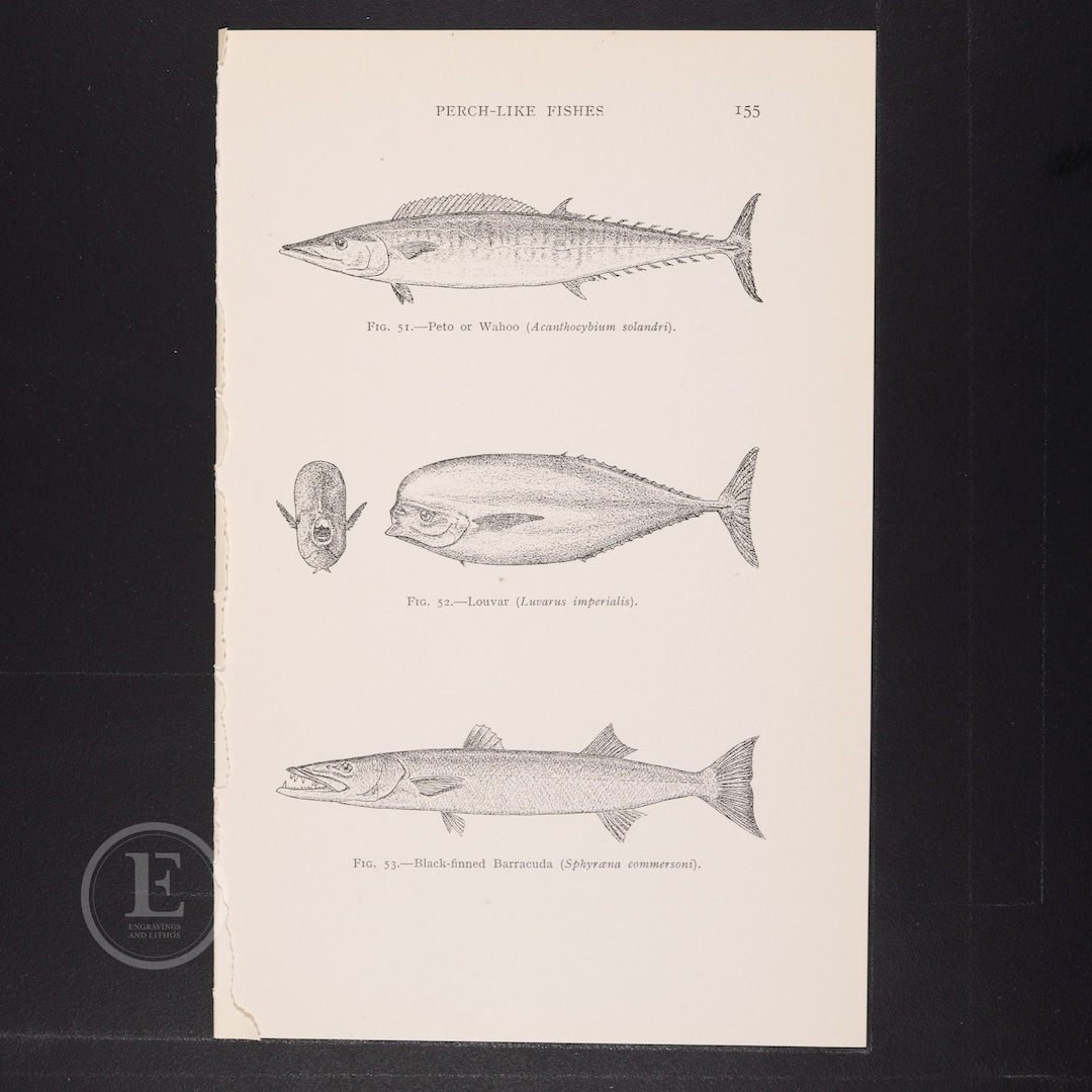 Perch-like Fishes: Wahoo / Louvar / Barracuda - Original Color Vintage ...