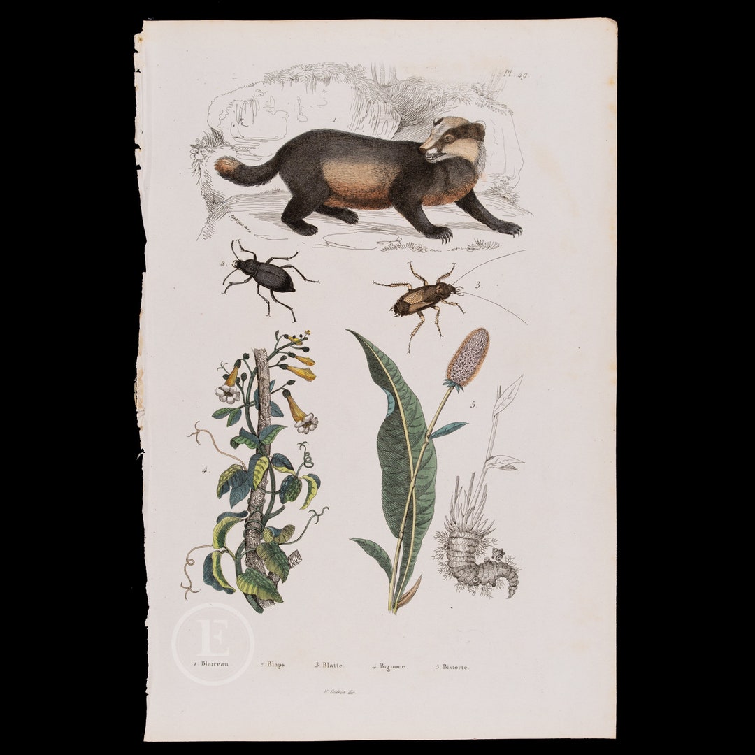 1847 Badger, Beetle, Bignonia, Bistort – Original 1847 Botanical ...