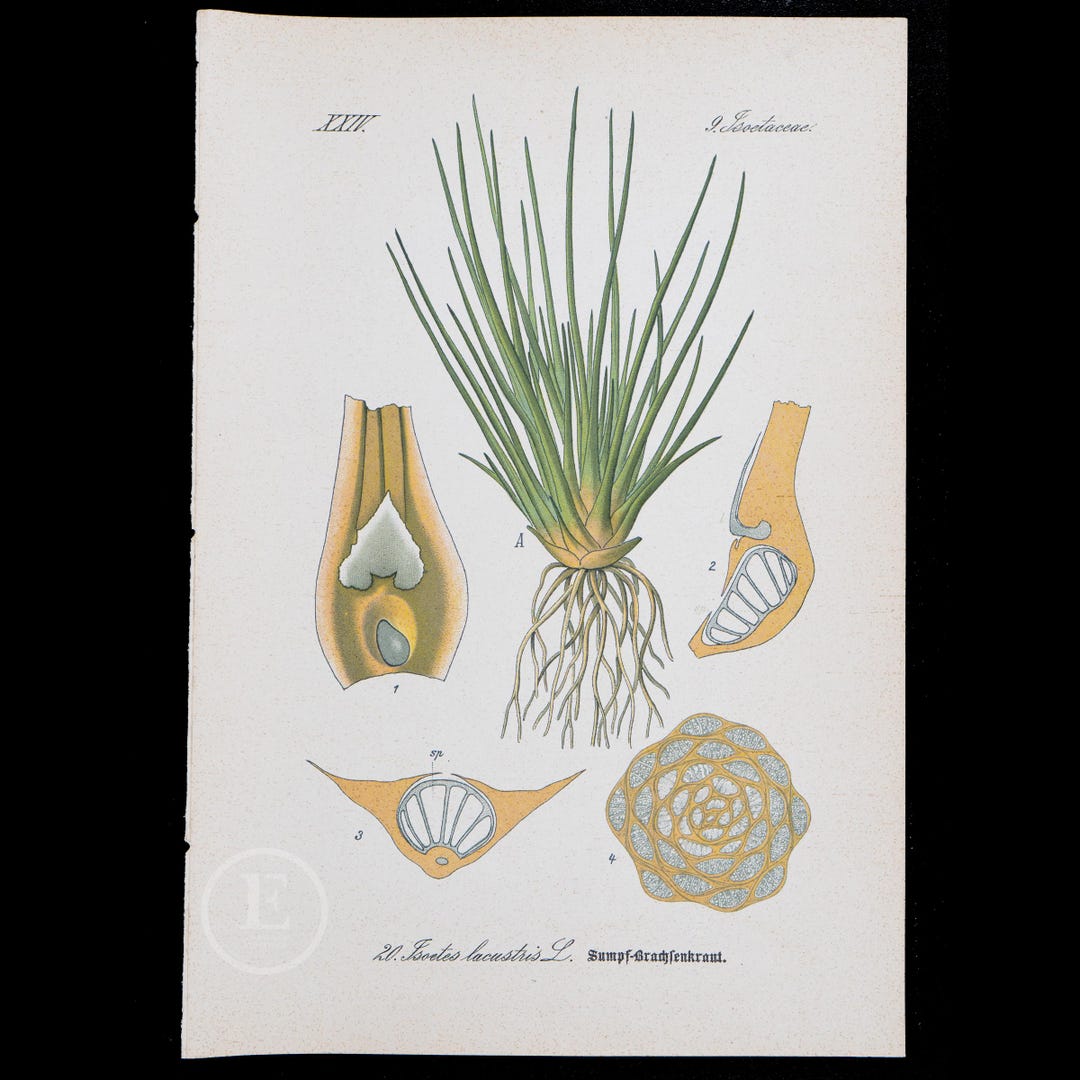 1886 LAKE QUILLWORT or MERLIN'S Grass - Original From Flora of Germany ...