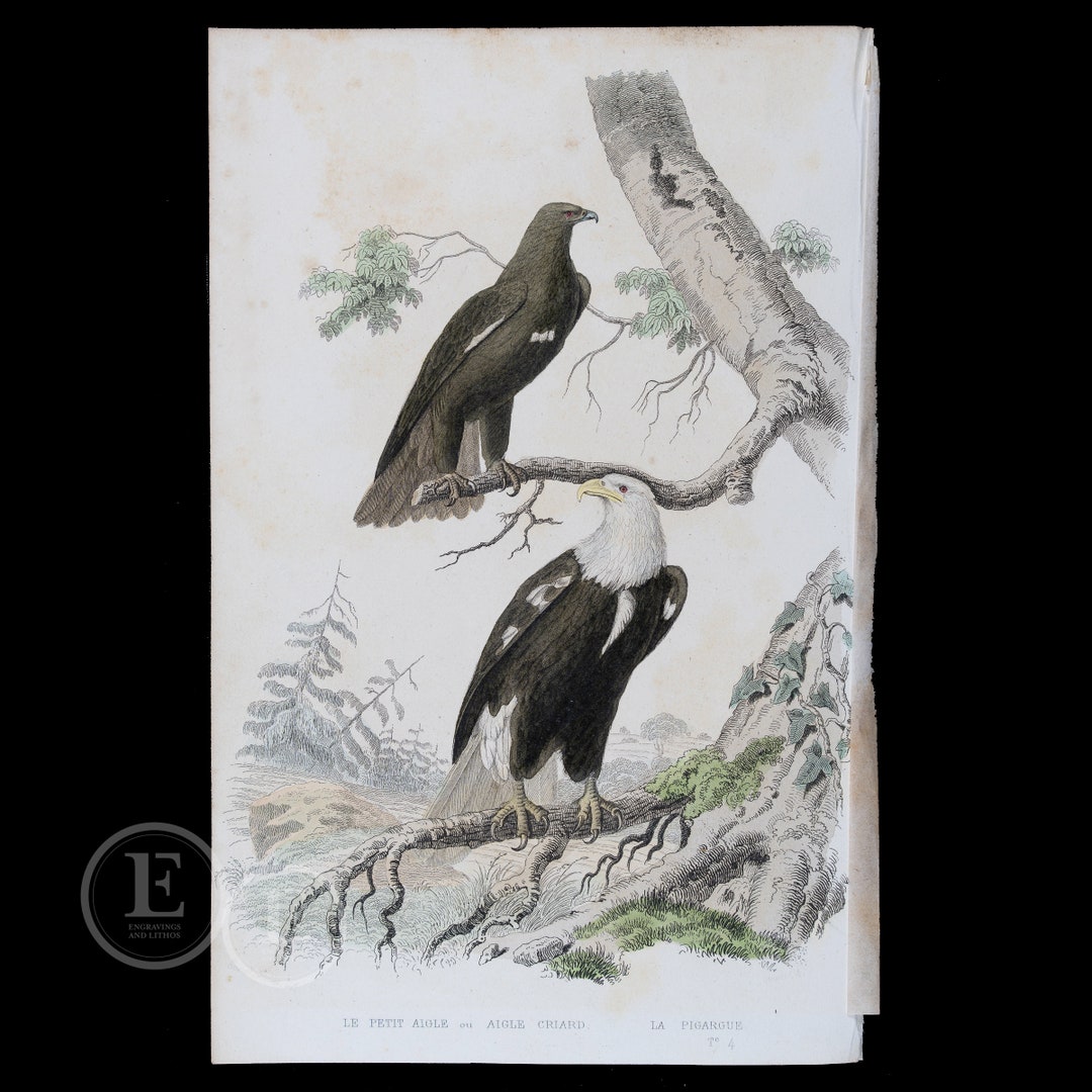 1845 EAGLES: LITTLE and BALD - Authentic Steel Engraving and Hand ...