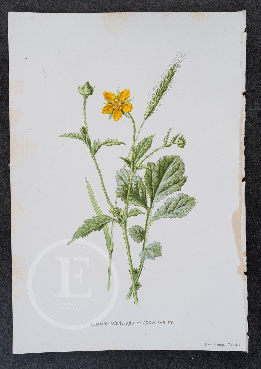 Common Avens and Meadow Barley - Rare/original Botanical Lithograph ...