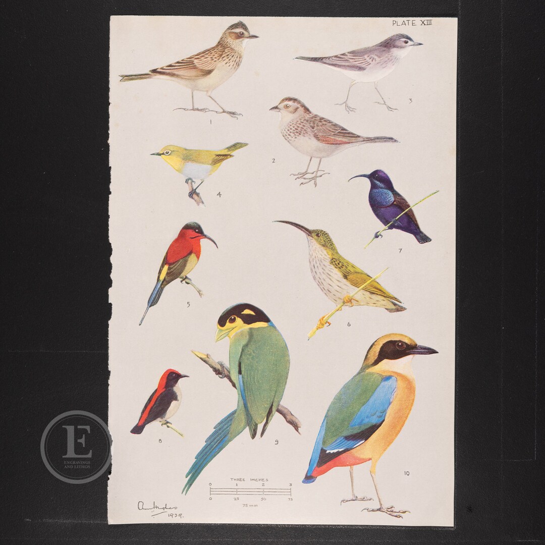 Skylark, Lark, White-eye, Sunbird, Spiderhunter and Broadbill ...