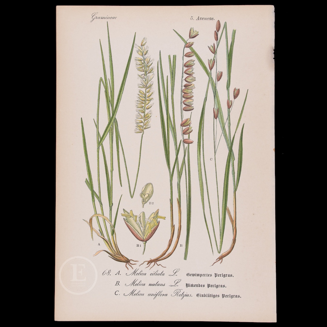 MELIC GRASS: Hairy, Mountain and Wood - Botanical Original Antique ...