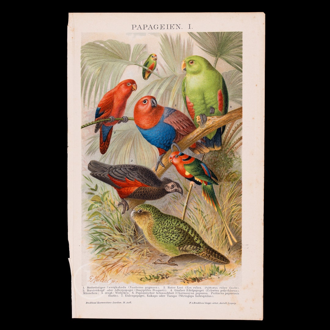 PARROTS: Geelvink, Red Lori, Elder, Great Noble, Papuan, Kakapo - Rare ...