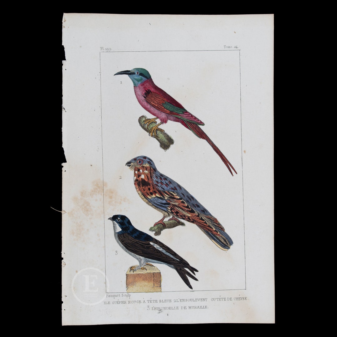 1829 - Blue-headed Red Bee-eater, Nightjar and Swallow – Hand-colored ...