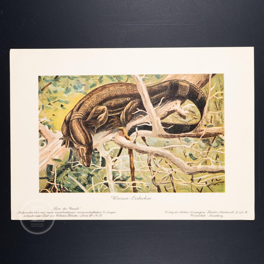 1911 WATER MONITOR LIZARD, Prehistoric Giant Reptiles - Original From ...