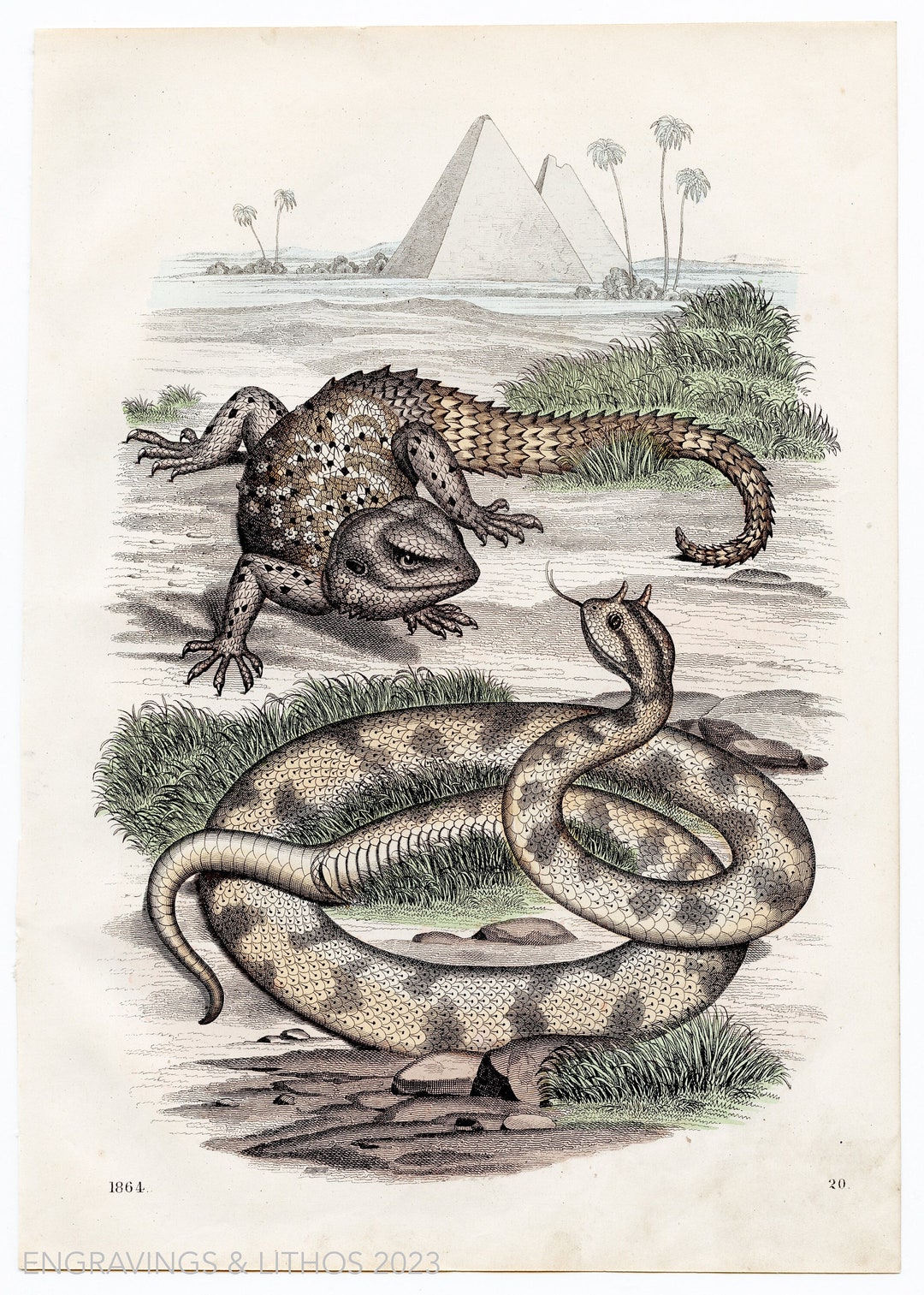 1864 Interesting Reptiles: Star Lizard, Snake - Rare Plate "book of the ...