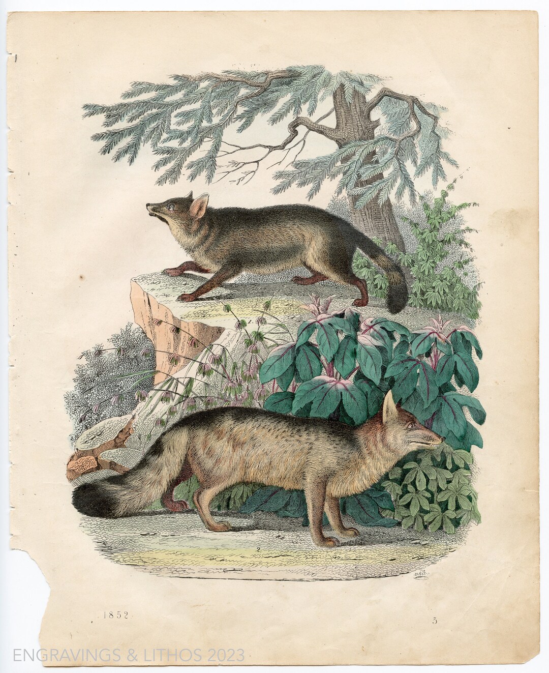 1852 Jackal and Red Fox - Very Rare Plate From "book of the World" Hand ...