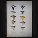 Northern Parula Warblers Wagtails and Meadow Pipit - Etsy