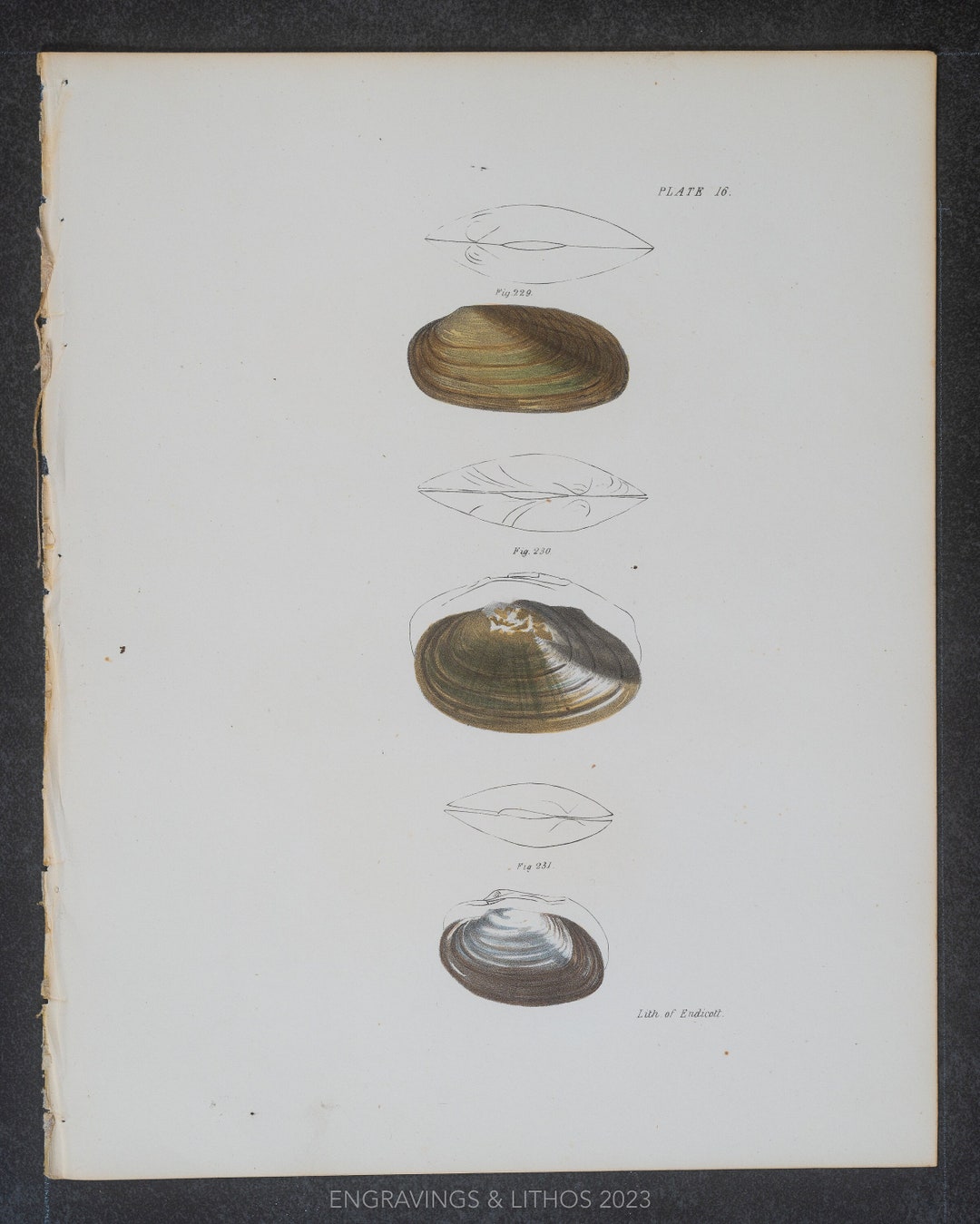 Mussels Clams Oysters RARE ORIGINAL PRINT Out of the Book zoology of ...