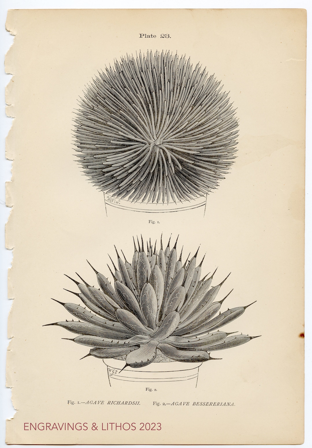 American Aloe and Agave - Original Plate From "the Gardener's Assistant ...