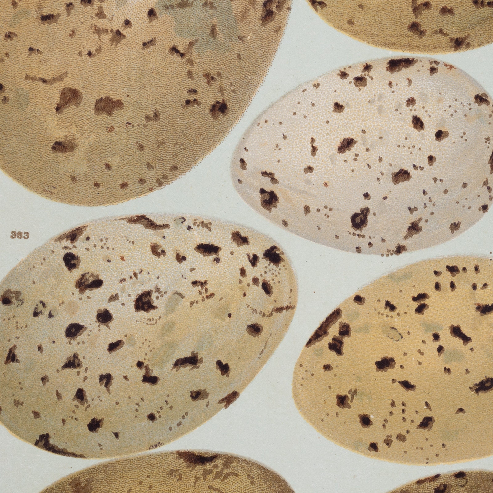 Different Kinds of Bird Eggs - Antique Chromolithograph Published C1900 ...