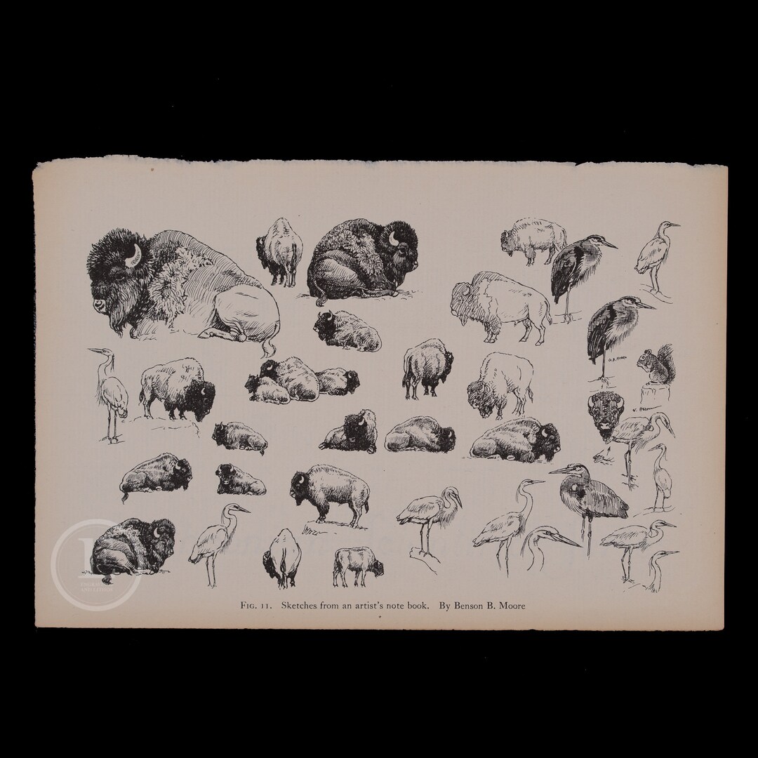 Different Animals Sketches From an Artist's Note Book. by Benson B ...