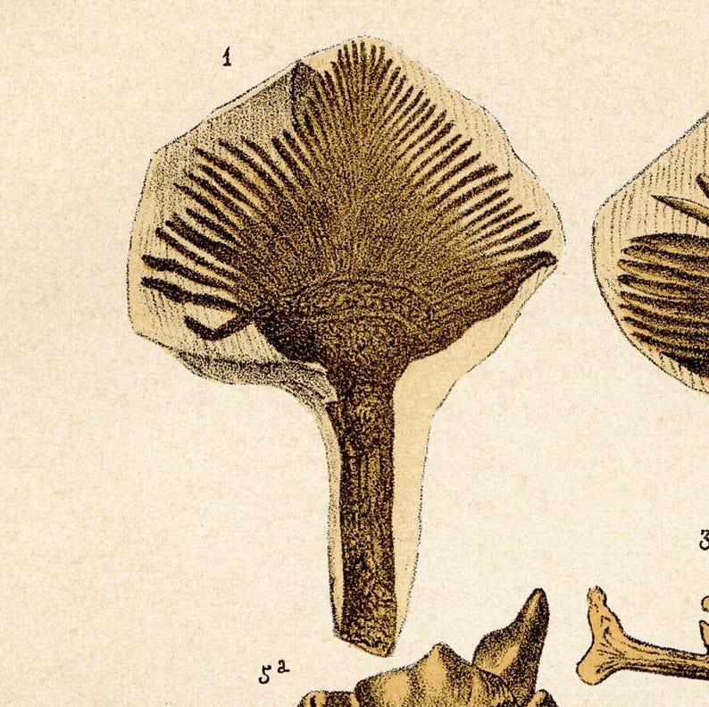 1891 the Gymnosperms:conifers, Cycads, Ginkgo, and Gnetophytes ...