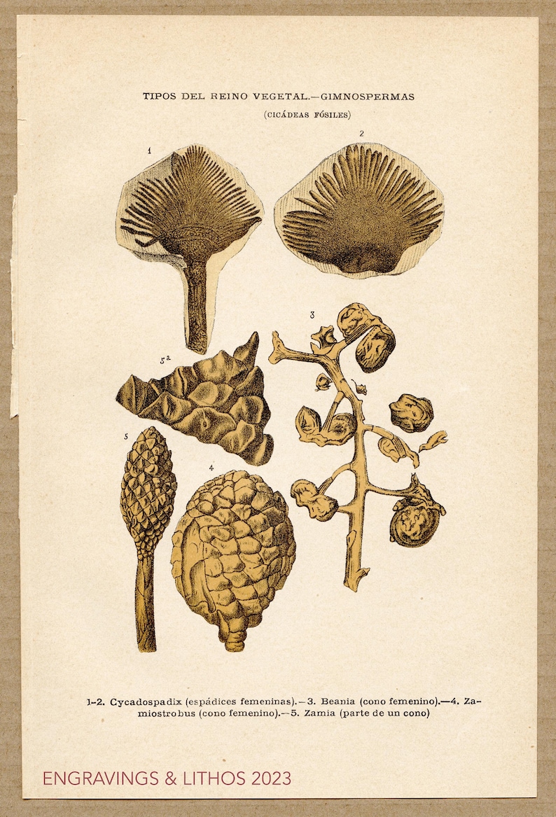 1891 the Gymnosperms:conifers, Cycads, Ginkgo, and Gnetophytes ...