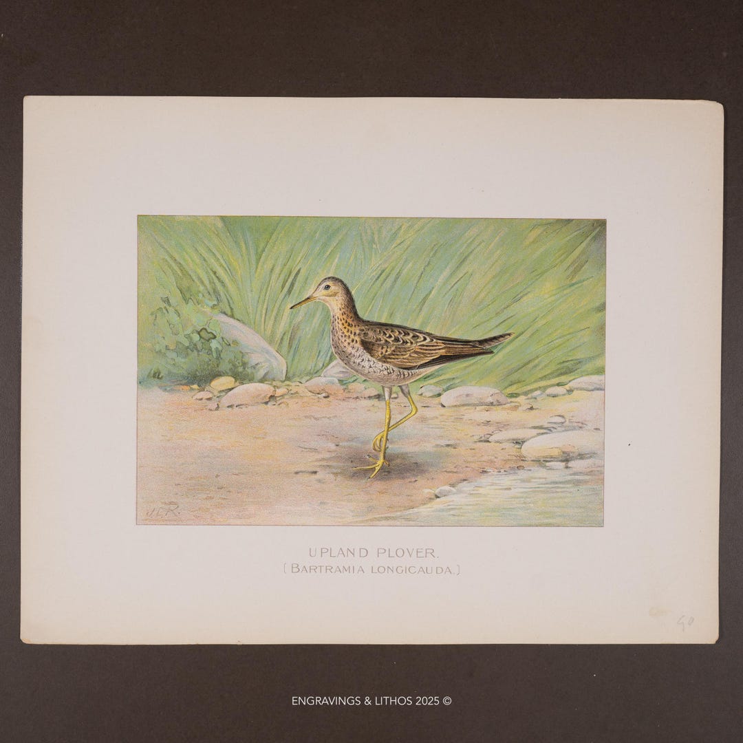 1895 UPLAND PLOVER (SANDPIPER) – Original Chromolithograph – Fish and ...