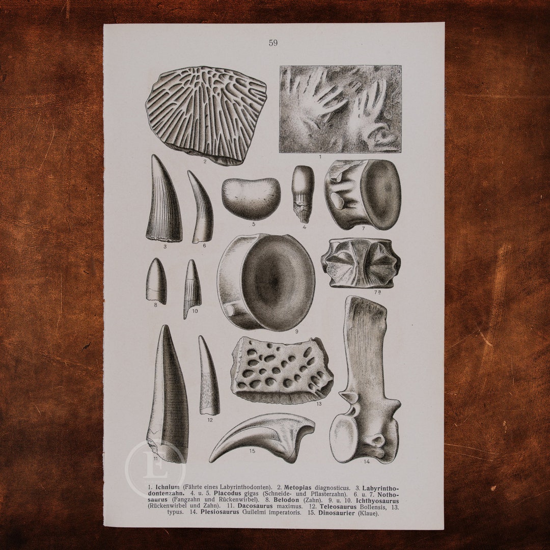 ANCIENT FOSSILS CREATURES: Parts of Nothosaurus, Ichthyosaurus ...