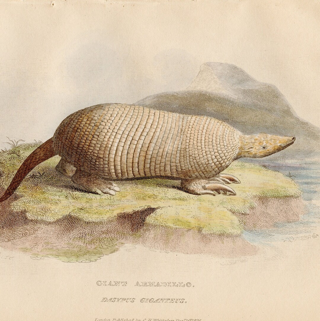 Giant Armadillo - Original Engraving From a Nature French Book of ...