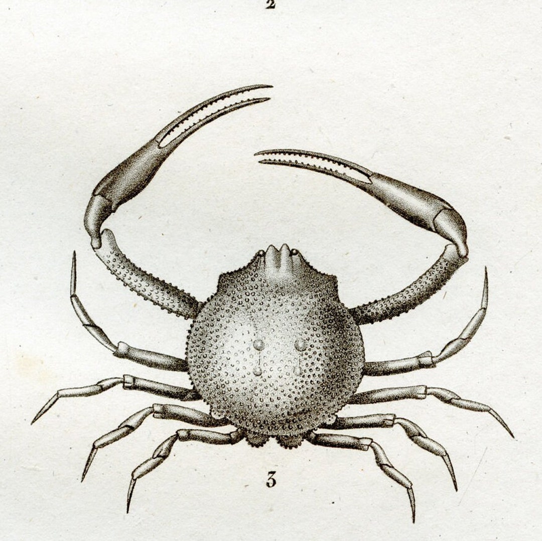 1825 - Crabs: Ebalia Tuberosa, Leucosia, Ilia Nucleus– Antique ...