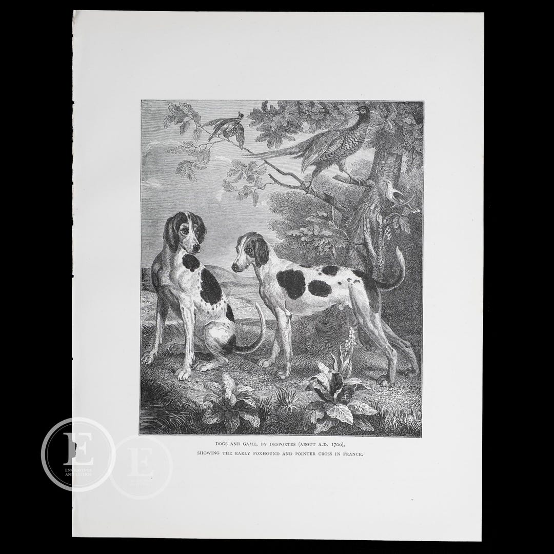 1881 FOXHOUND and POINTER CROSS in France - Original Black and White ...