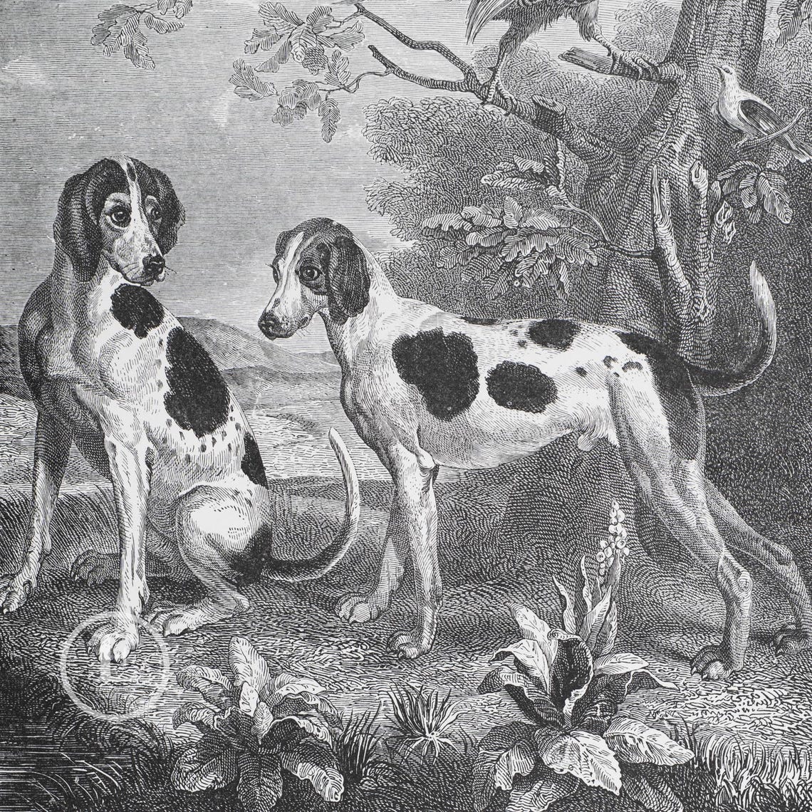 1881 FOXHOUND and POINTER CROSS in France - Original Black and White ...