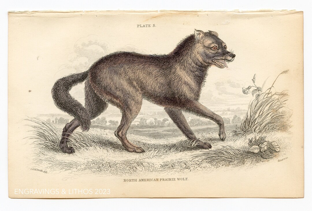 The North American Prairie Wolf - an Original From "the Naturalist's ...