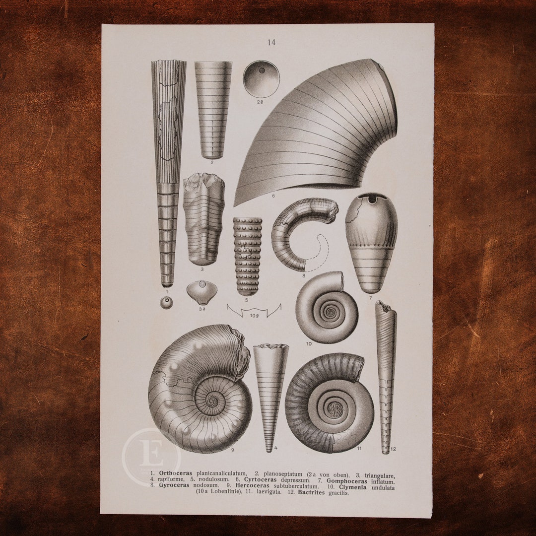 MARINE FOSSILS: Canal Shells, Nodular Shell, Cyrtoceras, Gomphoceras ...