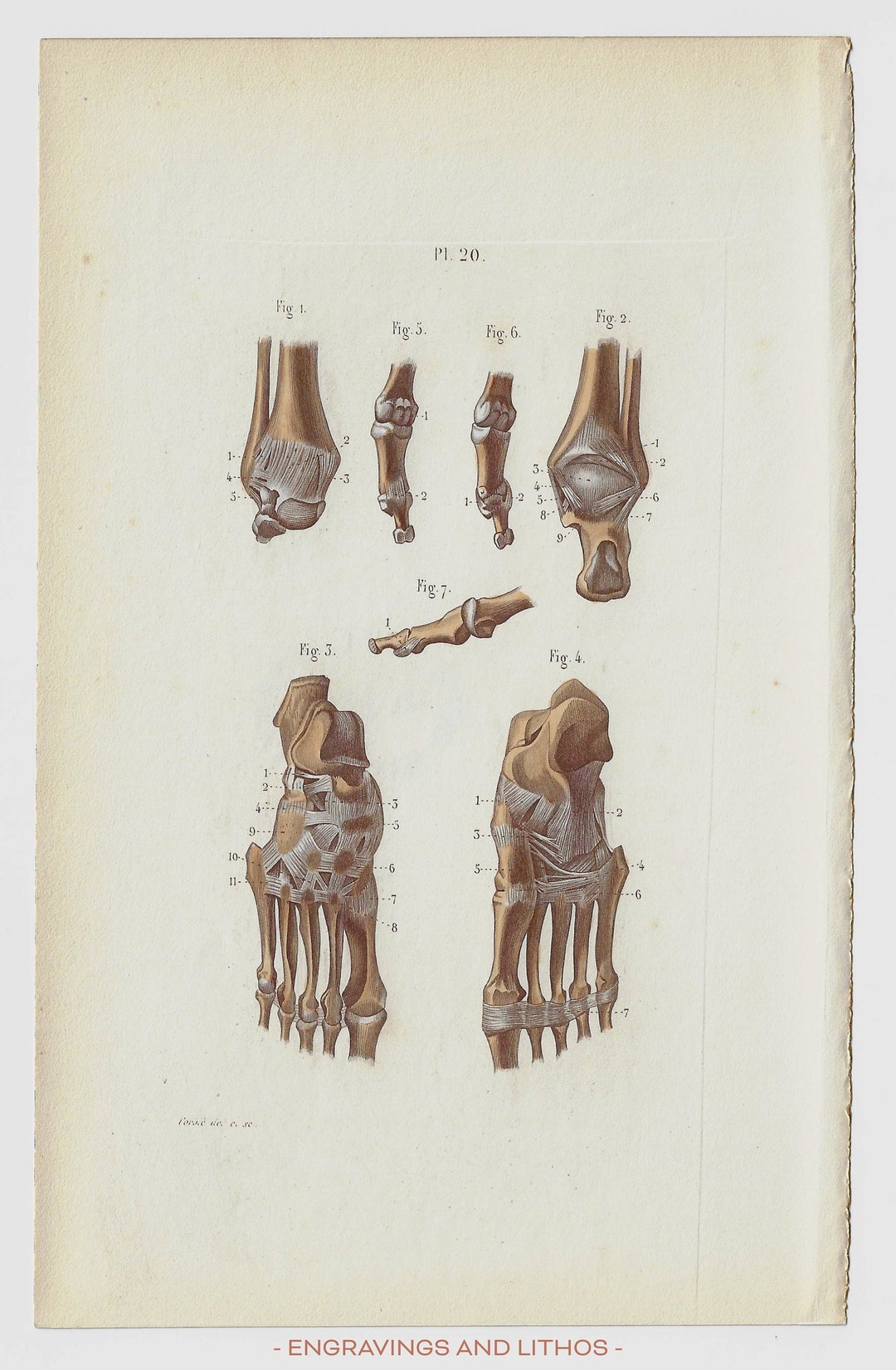 Ligaments of Tarsus and Metatarsus - RARE ORIGINAL PRINT From the Book ...