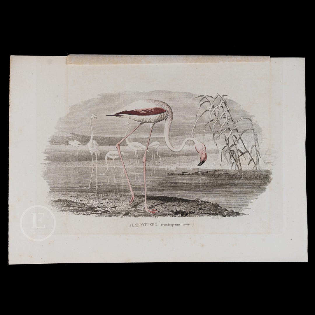 1875 PINK FLAMINGO - Hand-colored Steel Engraving From “opere Complete ...