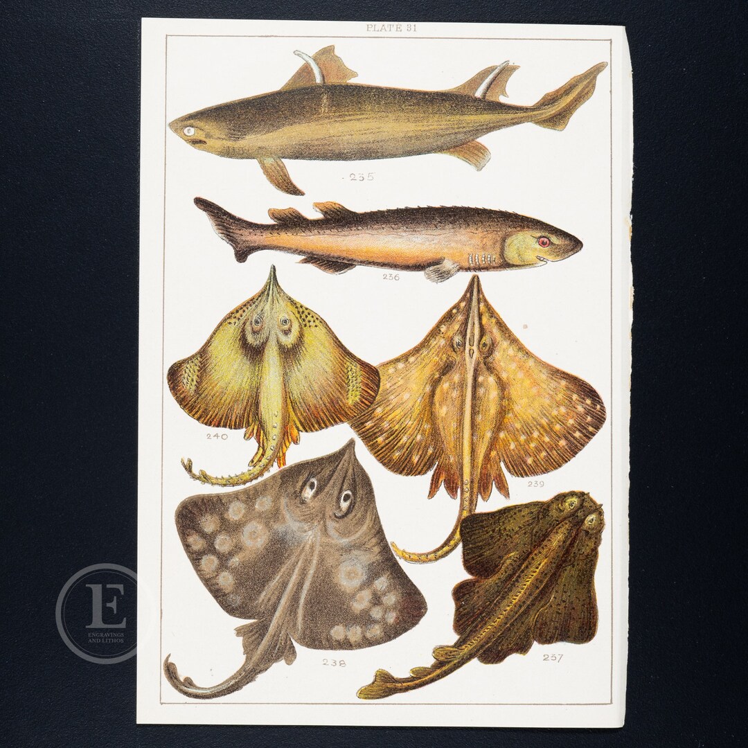 Squatinidae: Centrina Salviani, Spinous Shark, White and Flapper Skate - ORIGINAL Color ...