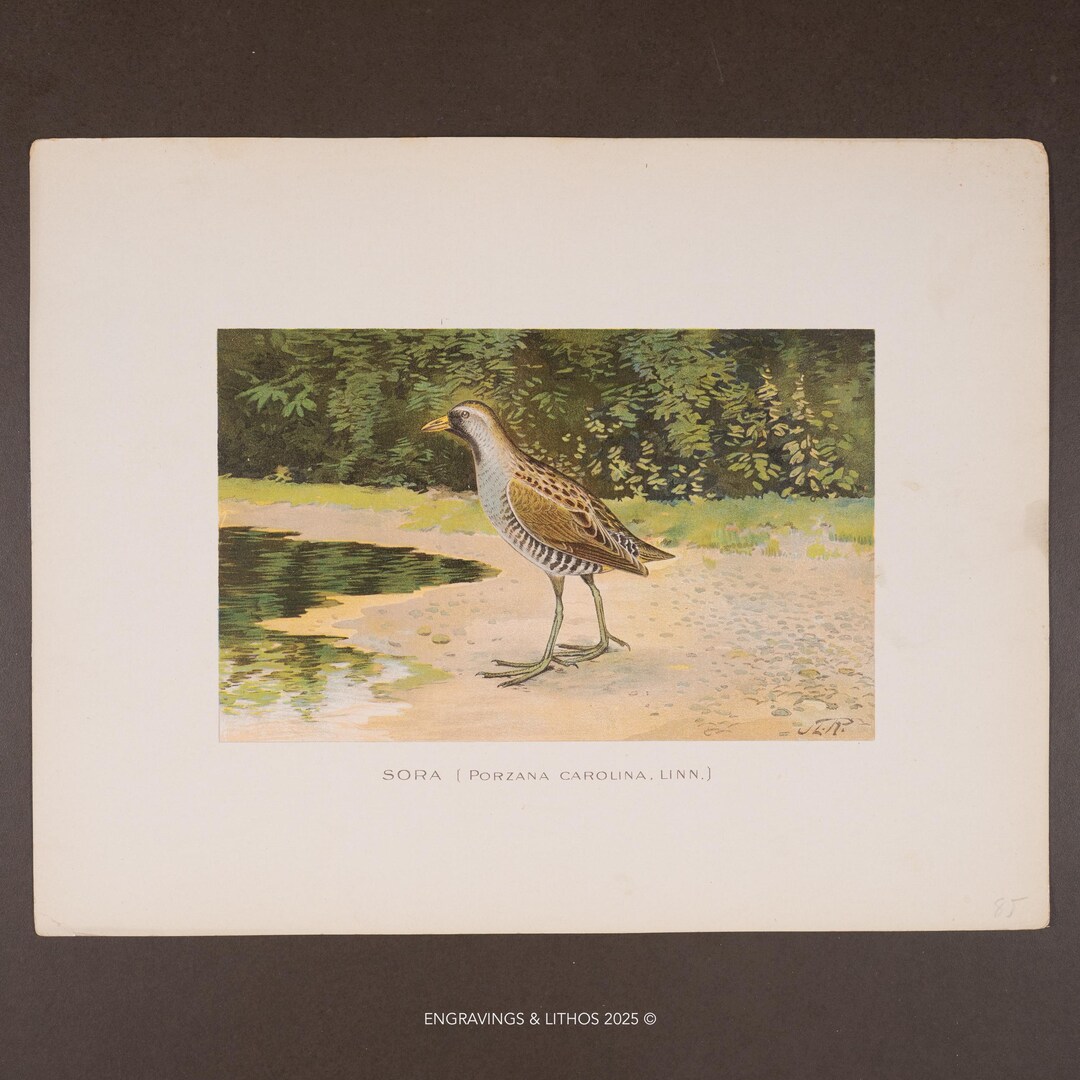 1895 SORA RAIL – Original Chromolithograph – Fish and Game of the State ...
