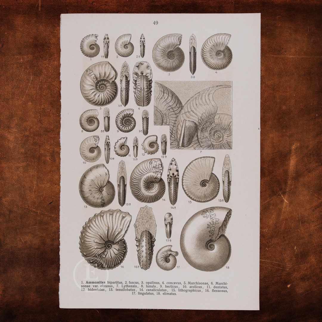 FOSSILIZED SHELLS: AMMONITES - Original Lithography of Fossils Ca 1910 ...