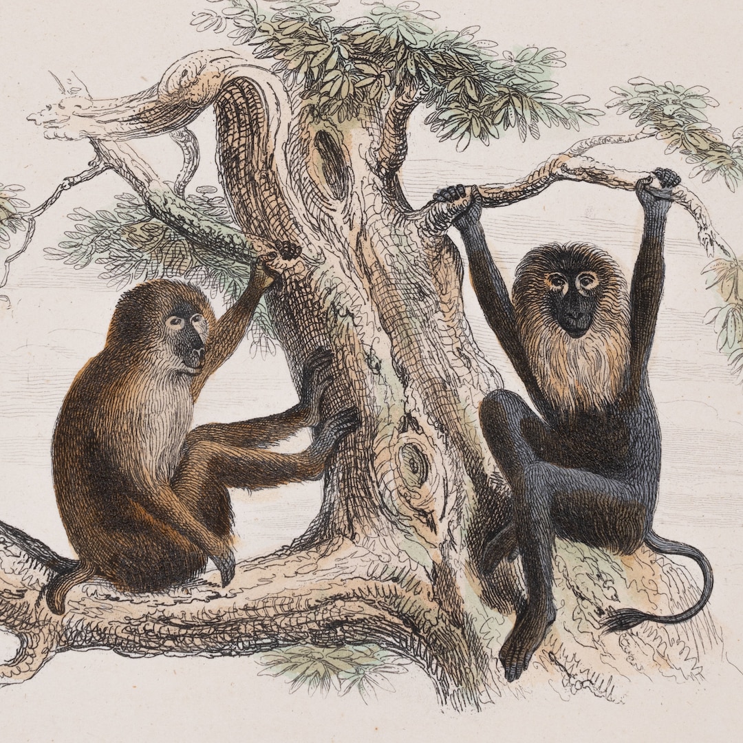 Barbary Macaque, Baboon, Mandrill / Hand-colored Plate From "ouvres ...