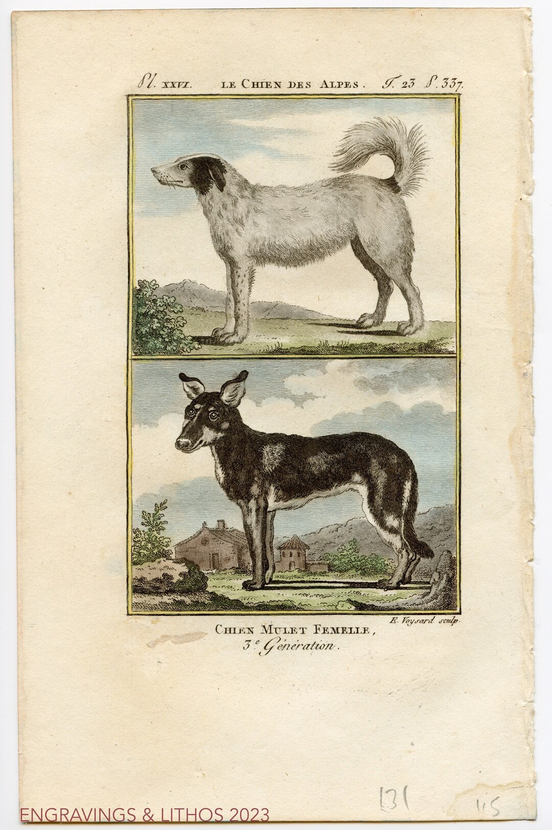 Alpine & Mongrel Dogs - "histoire Naturelle Générale Et Particulière ...