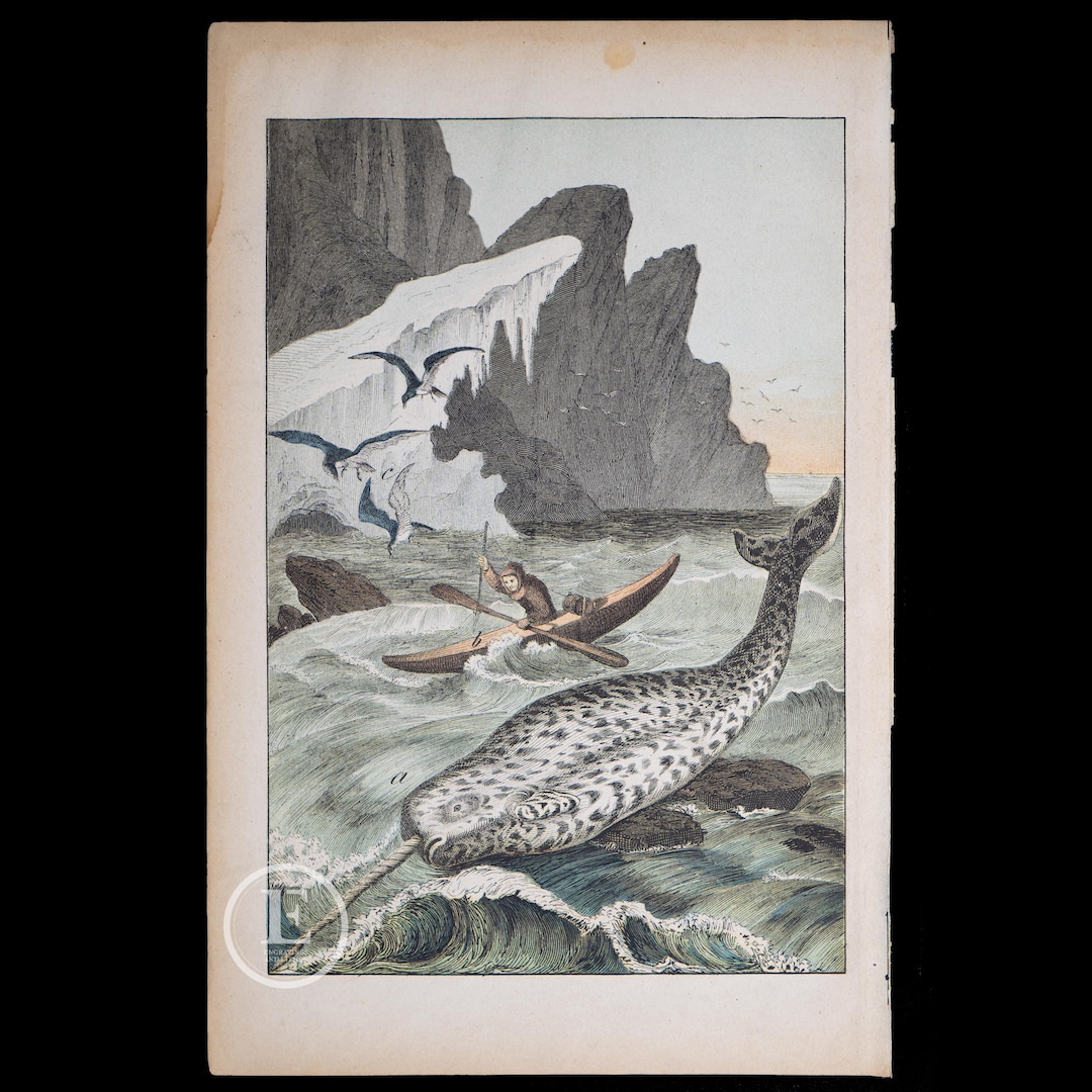 1876 Eskimo Hunting Narwhal in North Pole Region - Hand-colored Plate ...