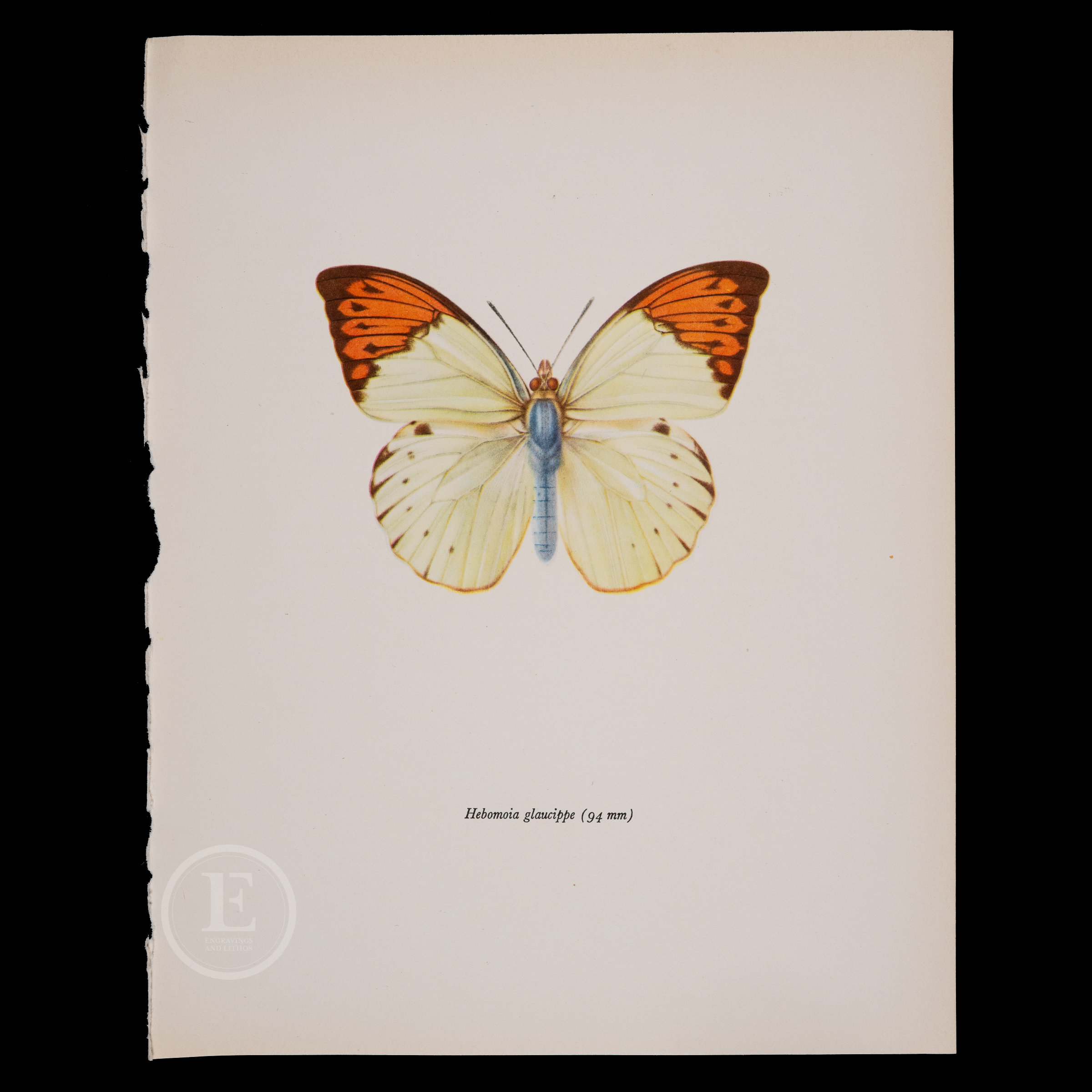 Great Orange Tip Butterfly (94 Mm) - Color Offset Vintage Lithography ...