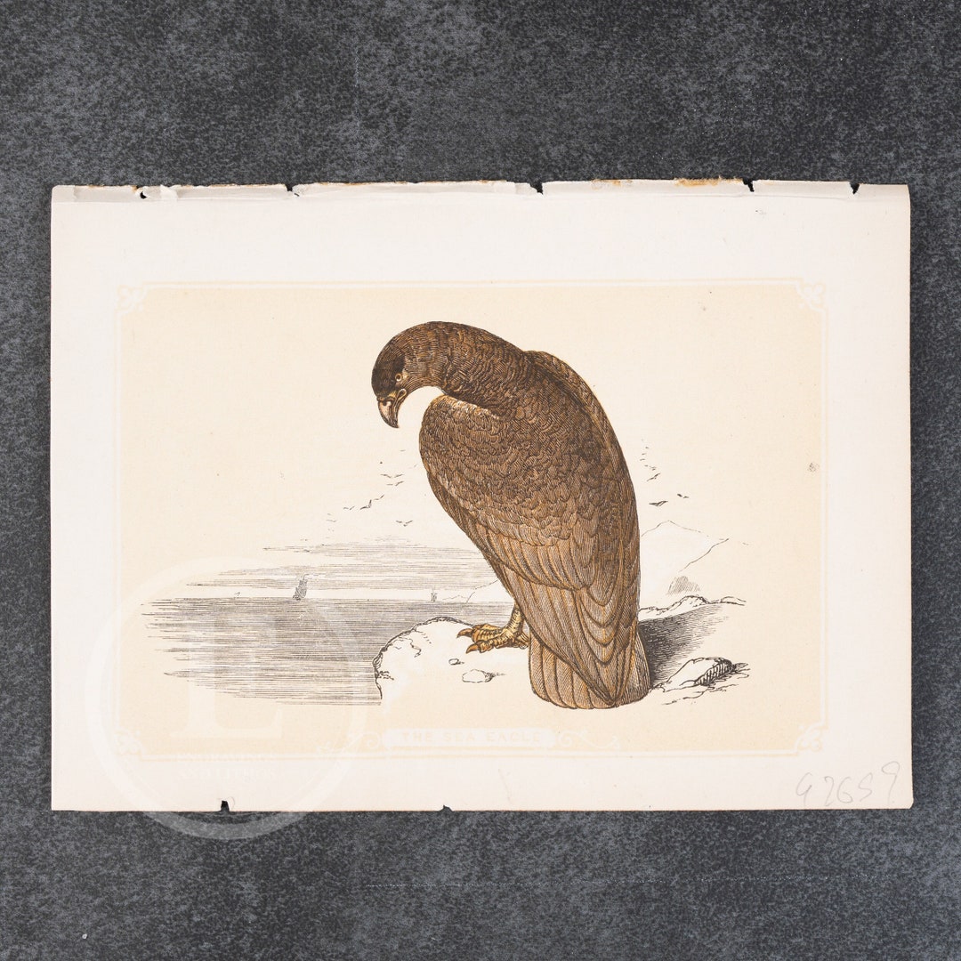 The Sea Eagle - Rare Original From "history of Animated Nature" Oliver ...