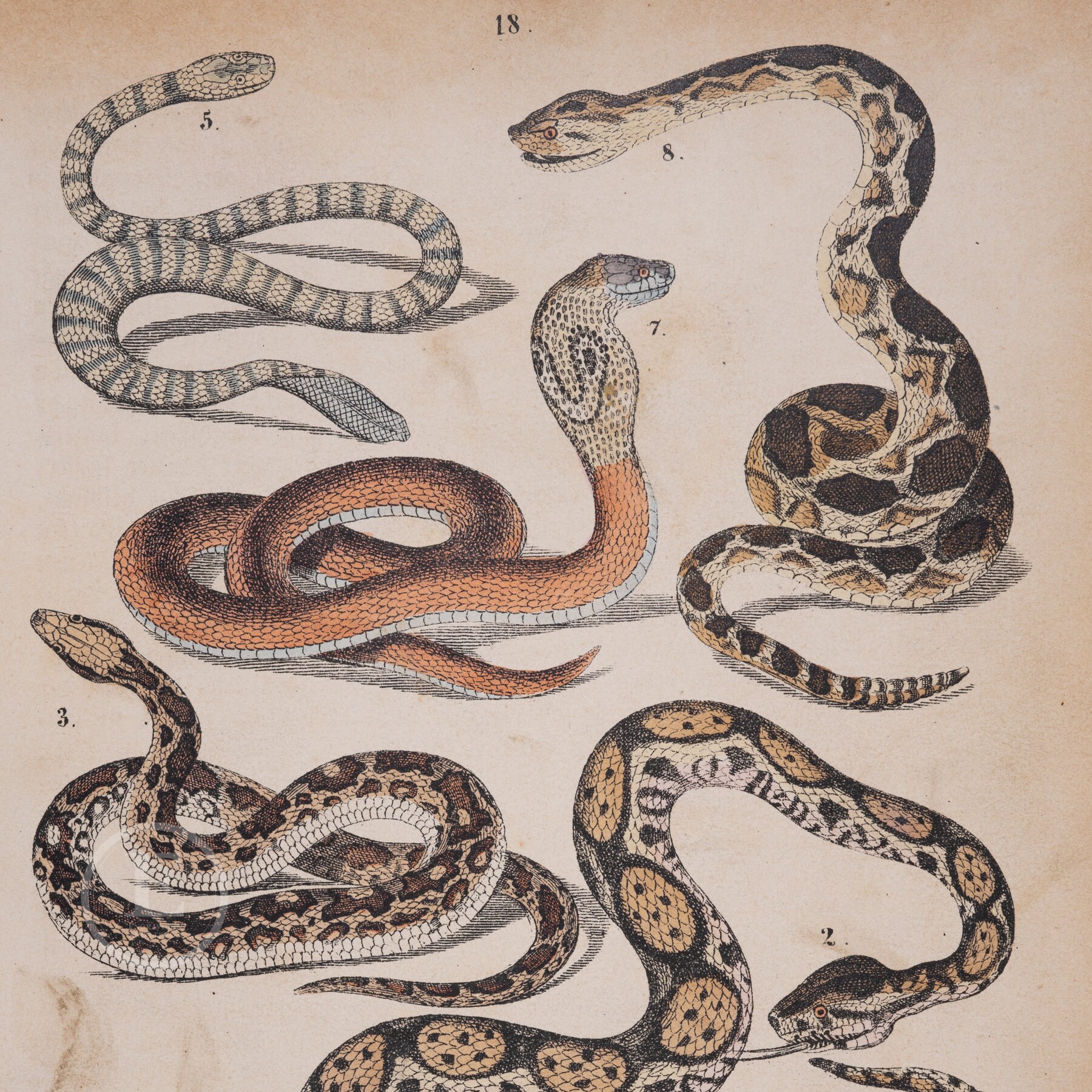 1871 Snakes, Boa Constrictor, Python, European Viper, Cobra ...