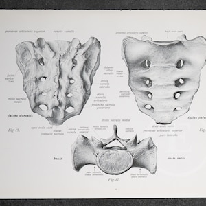 Bones: Sacrum / Coccyx - Human Anatomy - Descriptive Anatomy Book From ...
