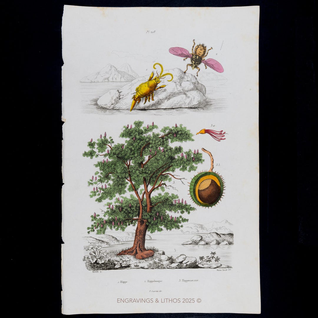 1847 HORSE CHESTNUT TREE and Forest Fly – Original Engraving From ...