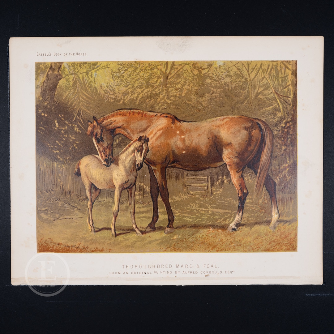 Thoroughbred Mare and Foal - RARE ORIGINAL PRINT - Antique Horse Color ...
