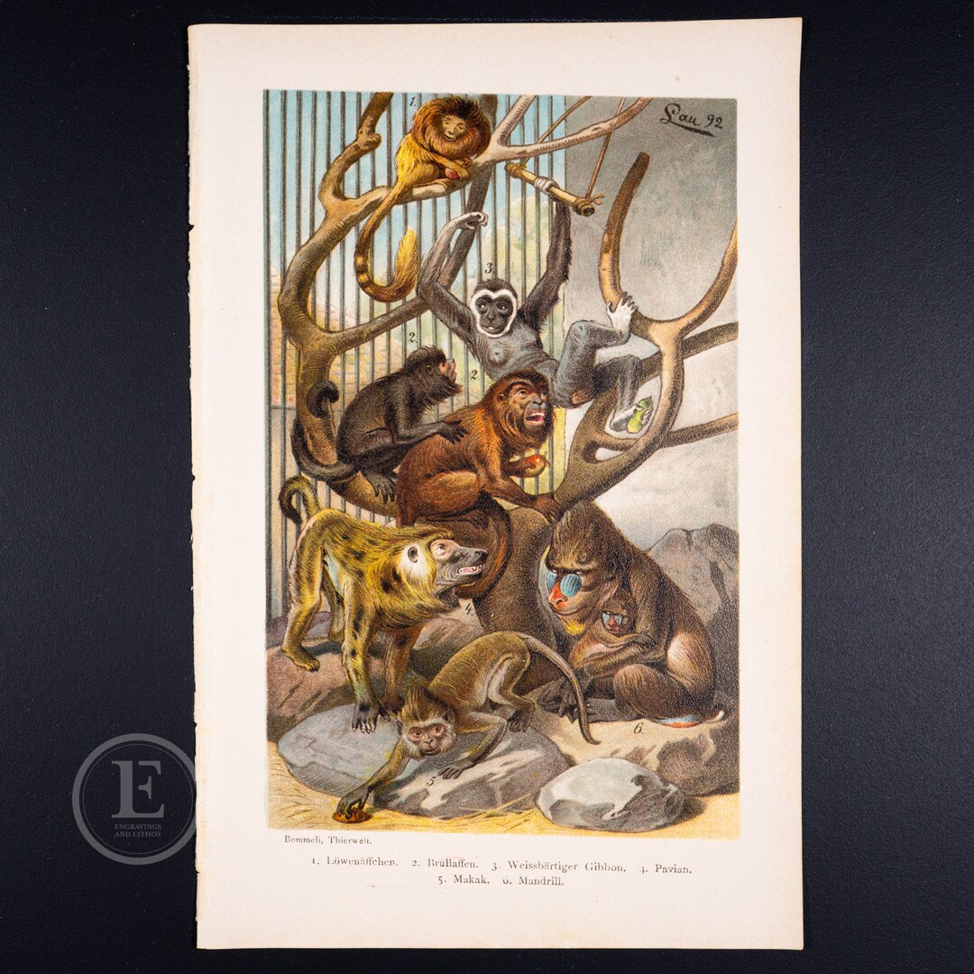 Primates - Original Color Lithography - the Animal World Illustrated ...