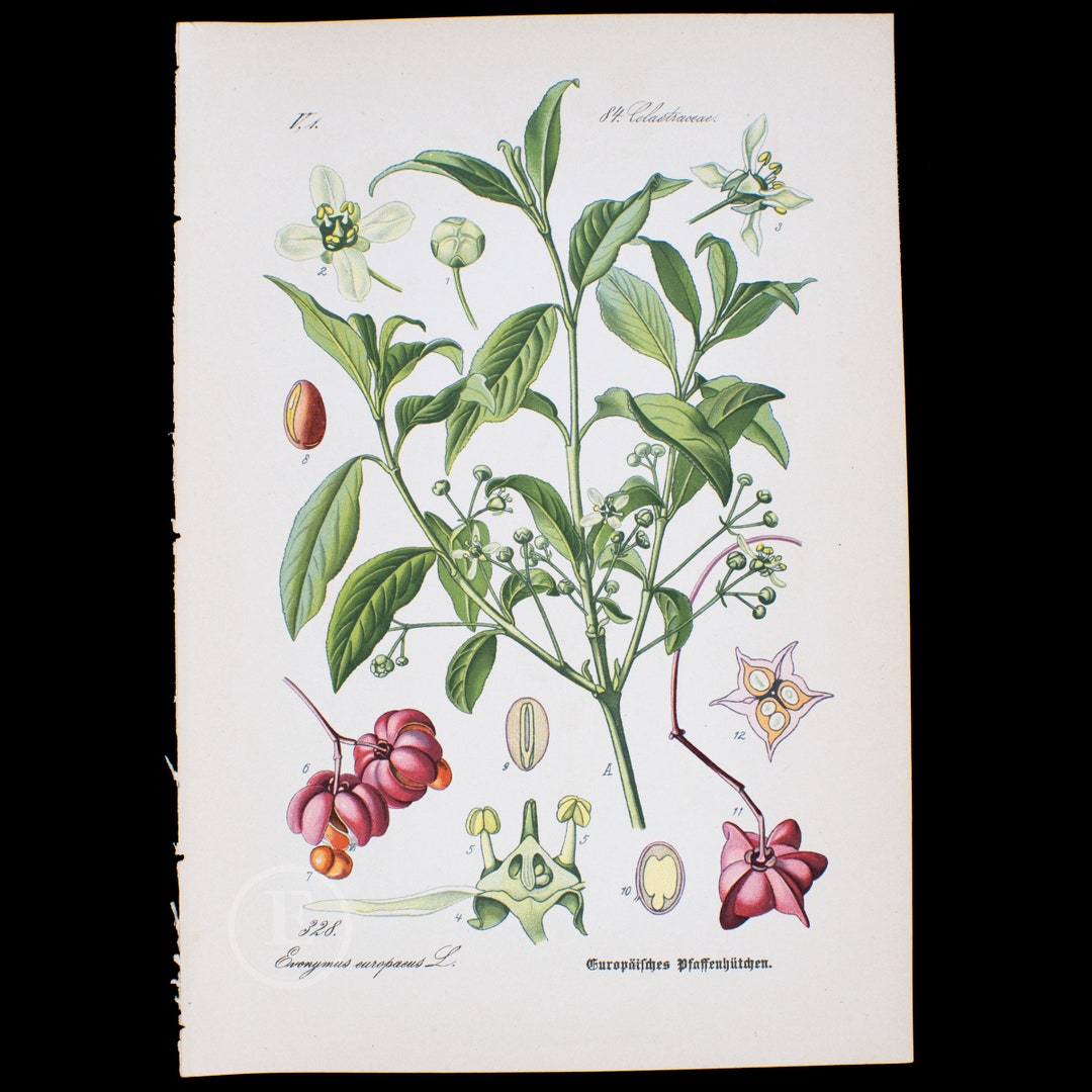 1886 EUROPEAN SPINDLE - Rare/original From Flora of Germany, Austria ...