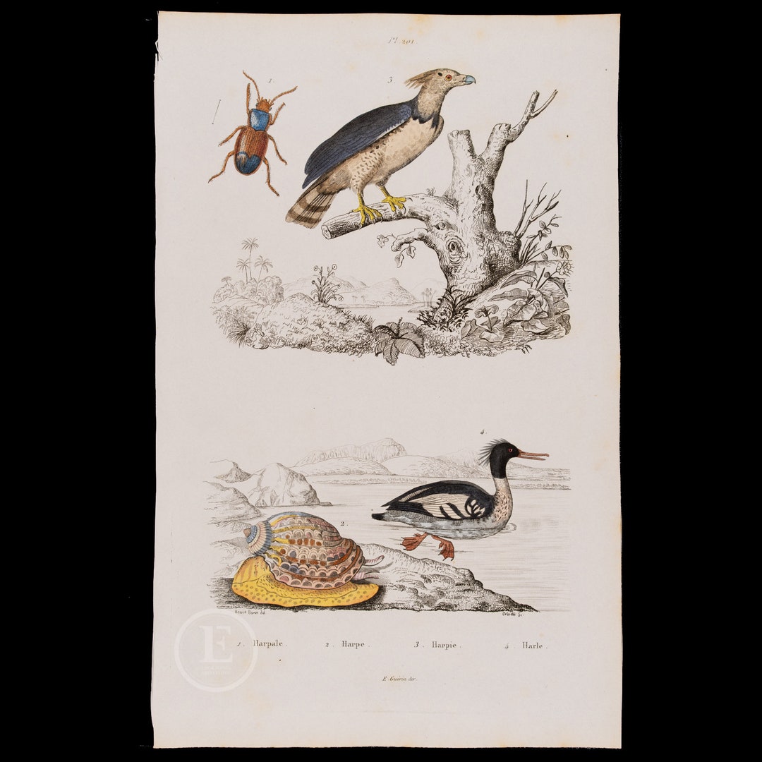 1847 Harpalus/harpy Eagle/harp Snail – Original 1847 Botanical ...