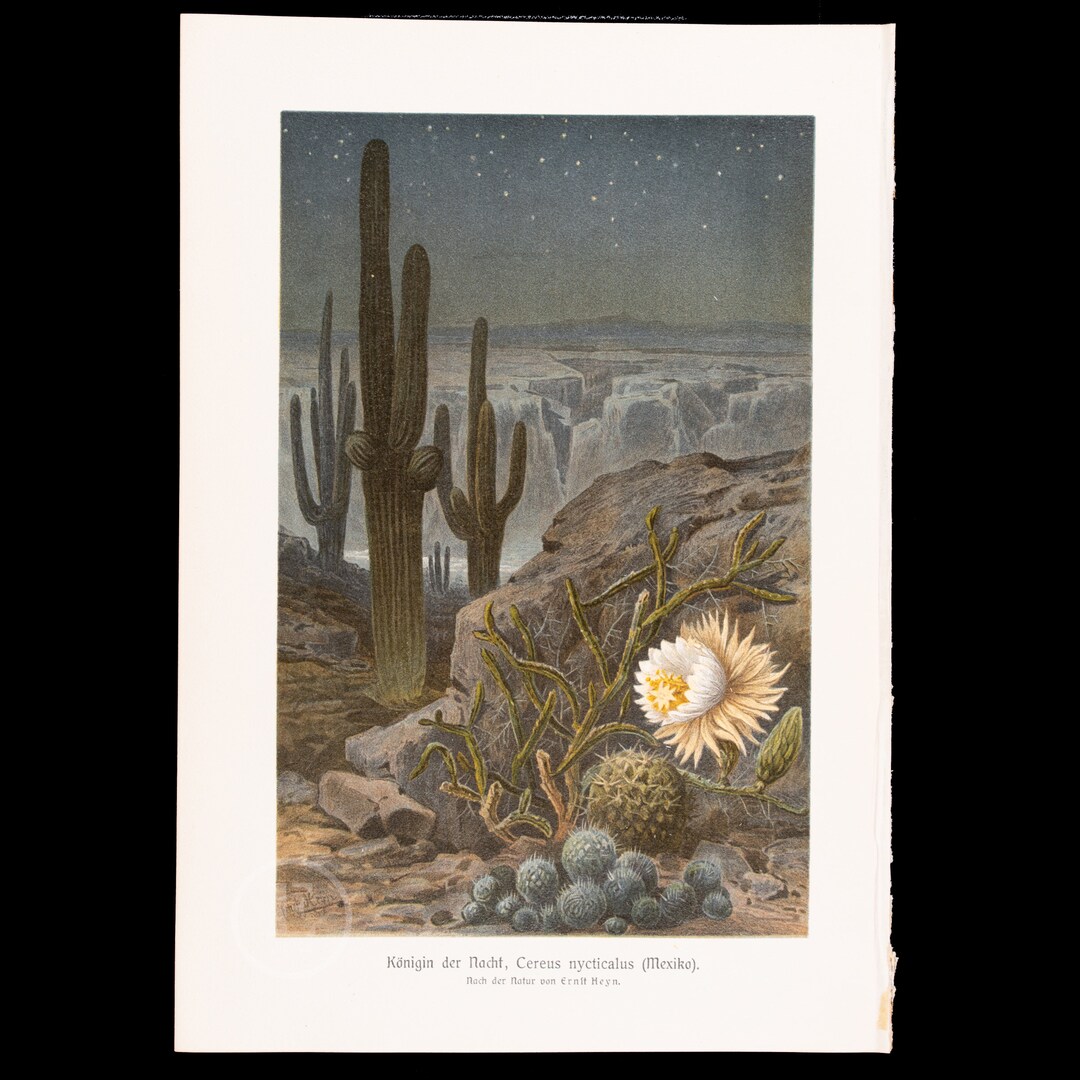 1916 QUEEN of the NIGHT CACTI - Original Chromolithography From a ...
