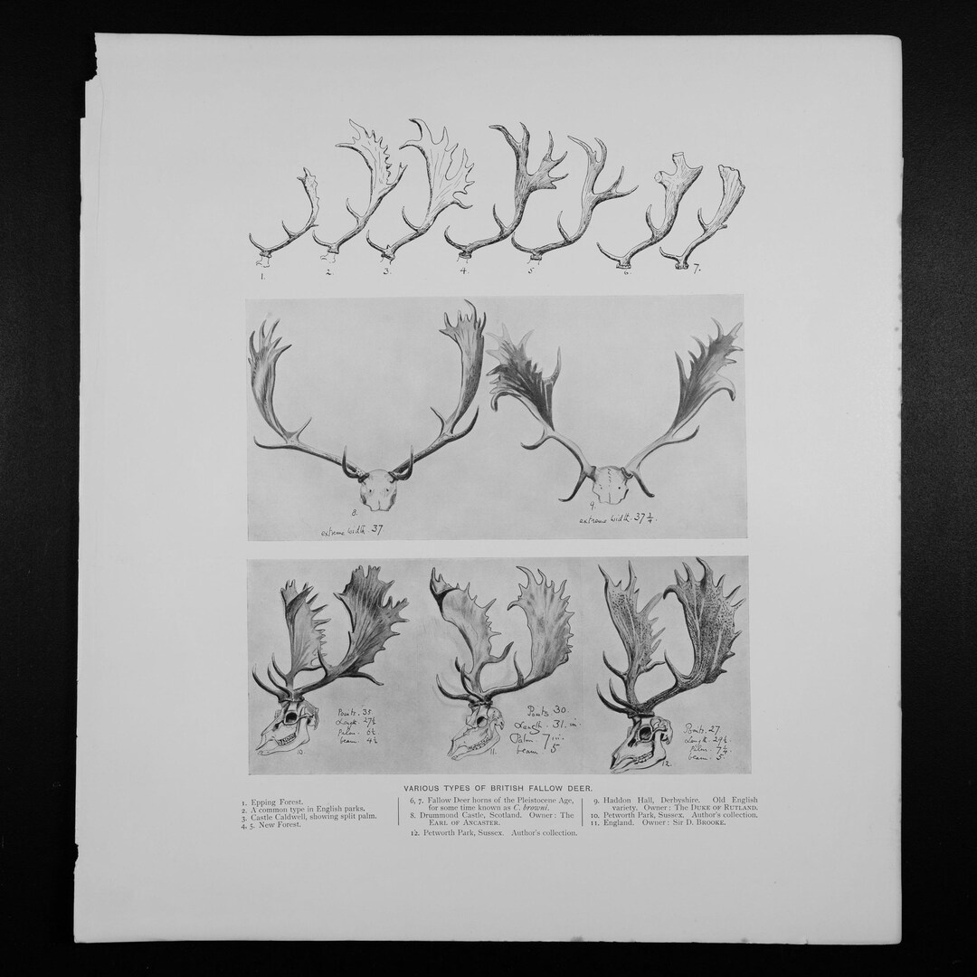 Various Types of British Fallow Deer / the Mammals of Great Britain and ...