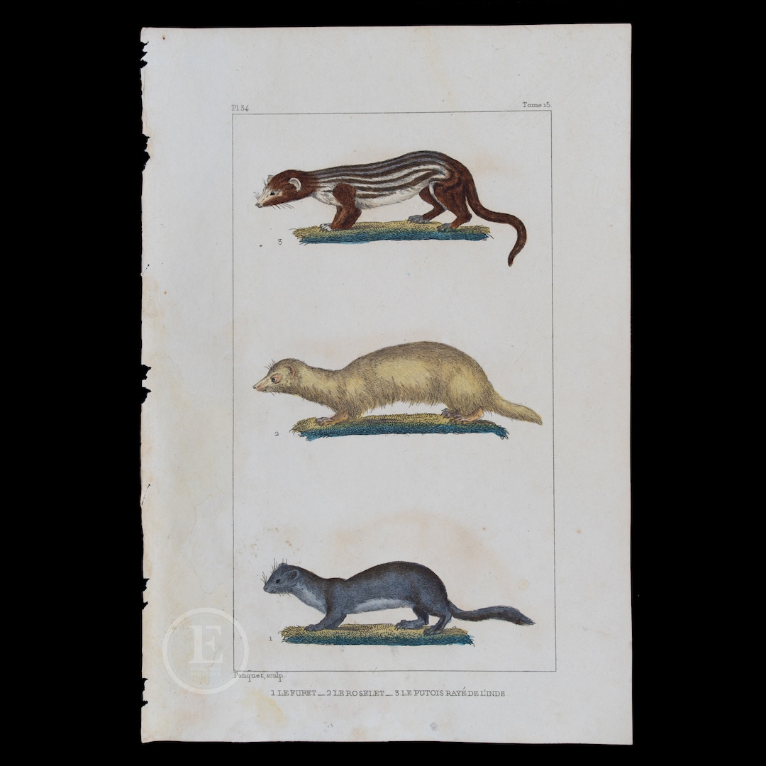 Ferret, Stoat and Indian Skunk / Authentic Steel Engraving From Oeuvres ...