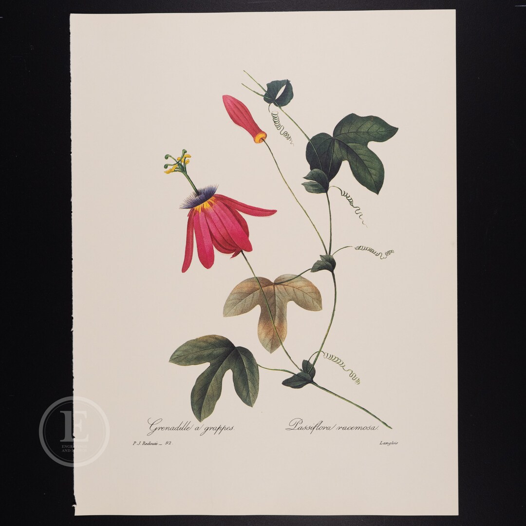 RED PASSION FLOWER Vintage Offset Print the Most Beautiful Flowers and ...